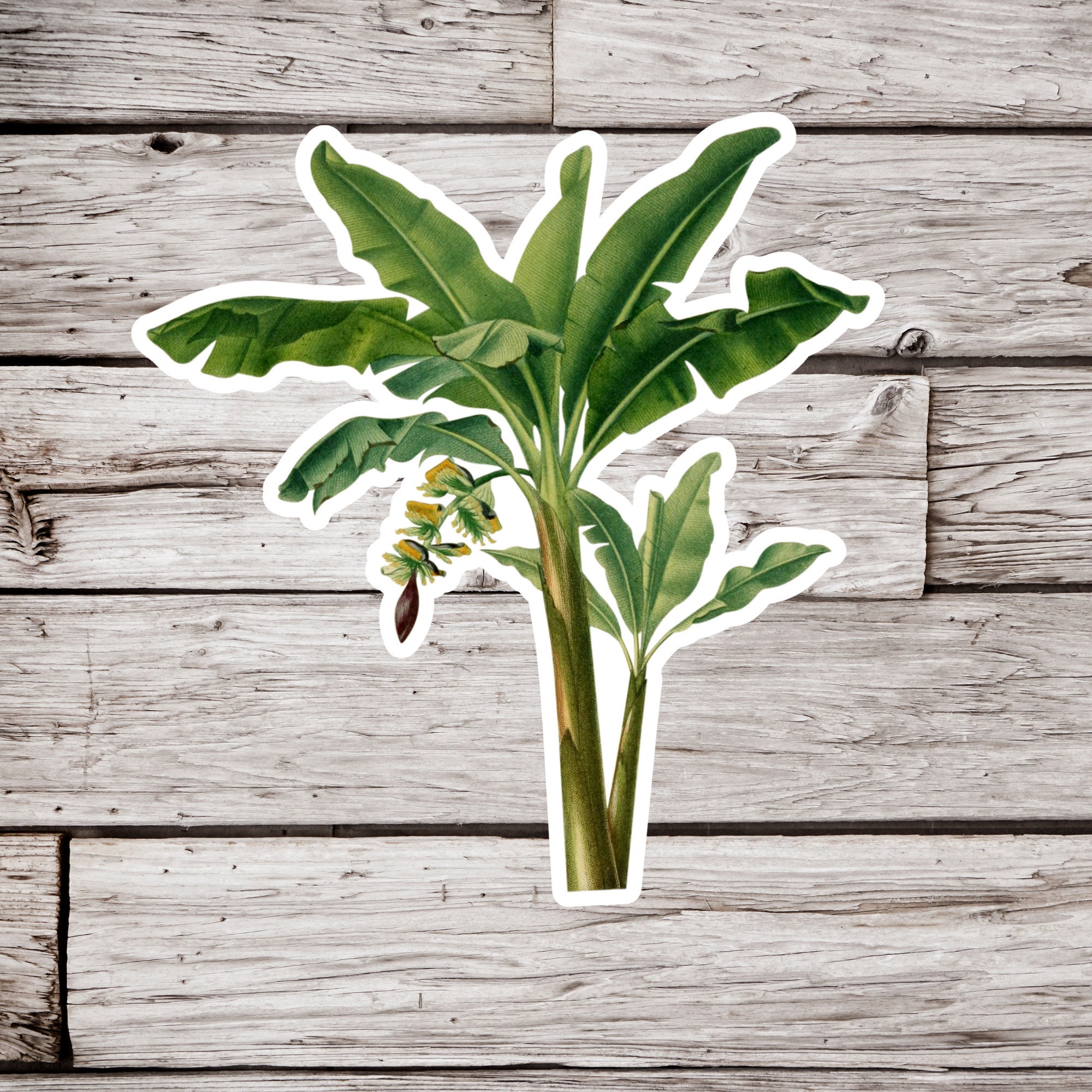 Banana Tree Sticker, Banana Sticker, Botanical Sticker, Tree Sticker ...