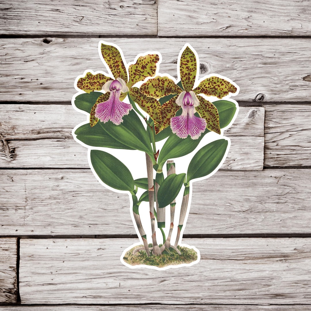 Orchid Flower Sticker, Vintage Orchid Sticker, Waterproof Sticker ...