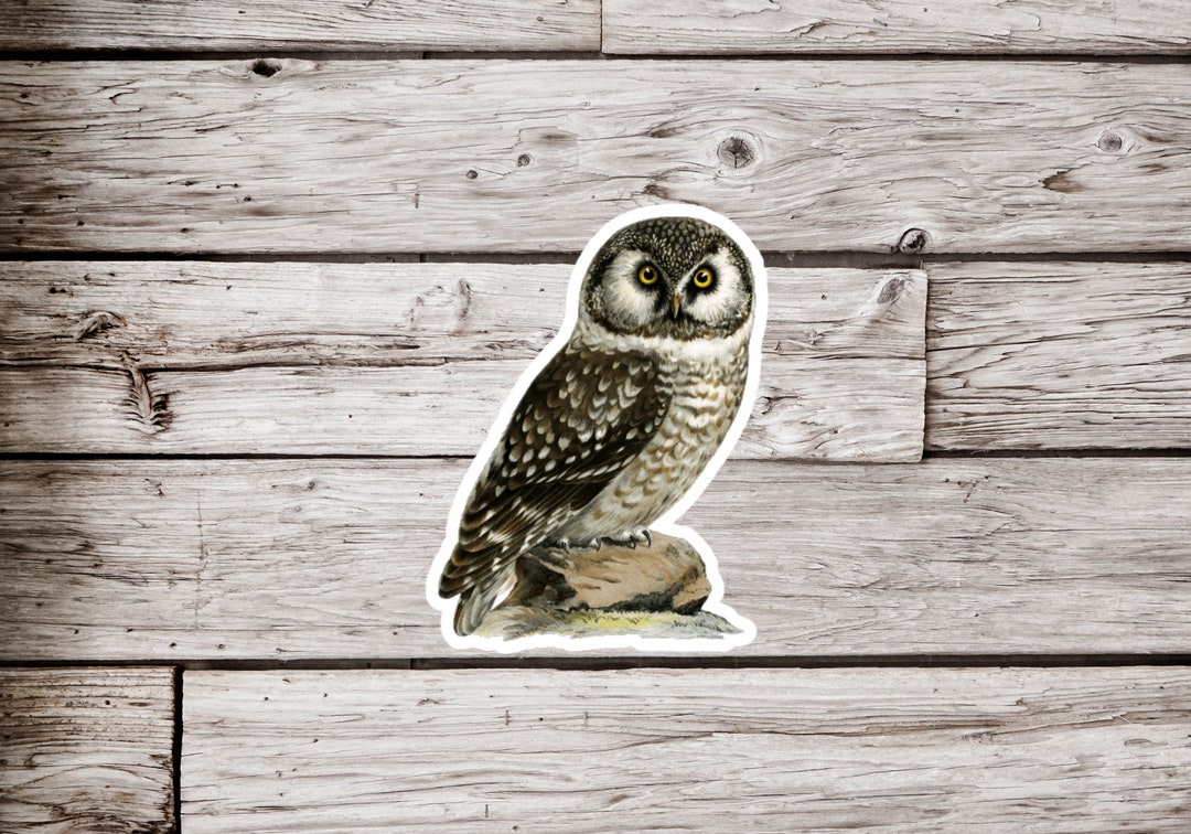 Boreal Owl Sticker, Owl Sticker, Ornithology Sticker, Natural History ...