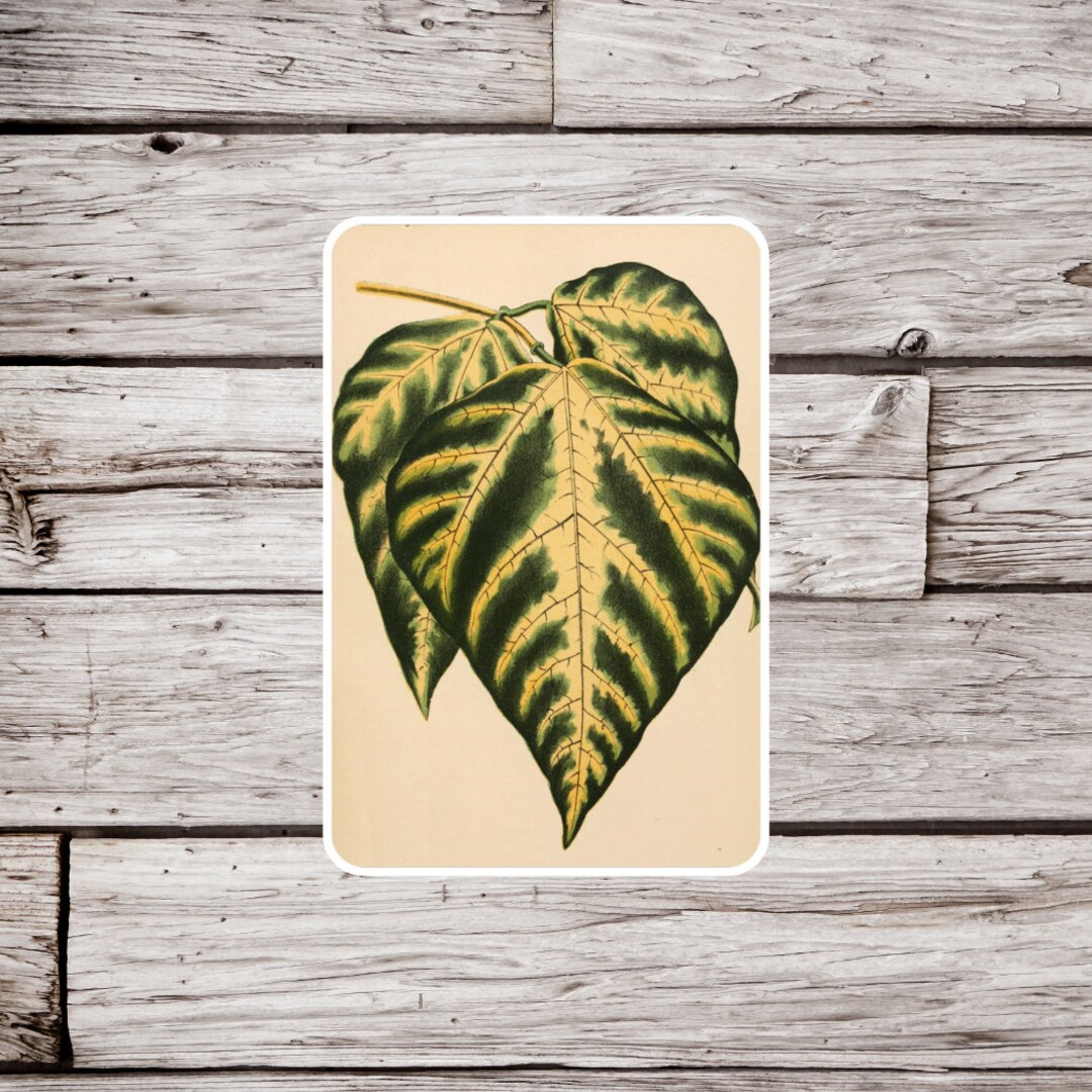 Variegated Sunshine Tree Leaf Sticker, Natural History Sticker, Vintage ...