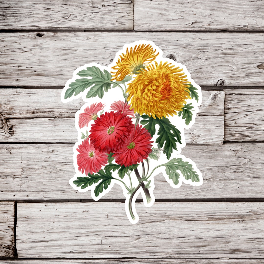 Chrysanthemum Flower Sticker, Mum Sticker, Chrysanths Sticker, Vintage ...