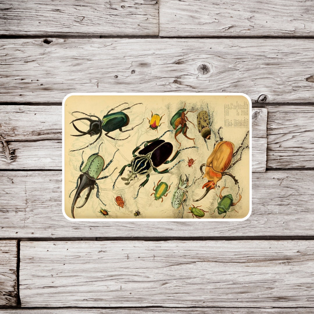 Beetle Sticker, Entomology Sticker, Insect Sticker, Bug Sticker ...