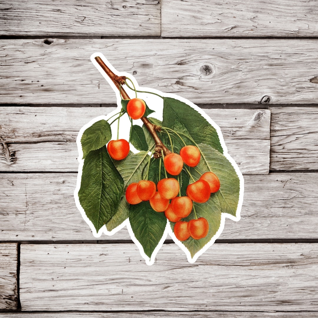 Cherry Sticker, Botanical Sticker, Fruit Sticker, Plant Sticker, Garden ...