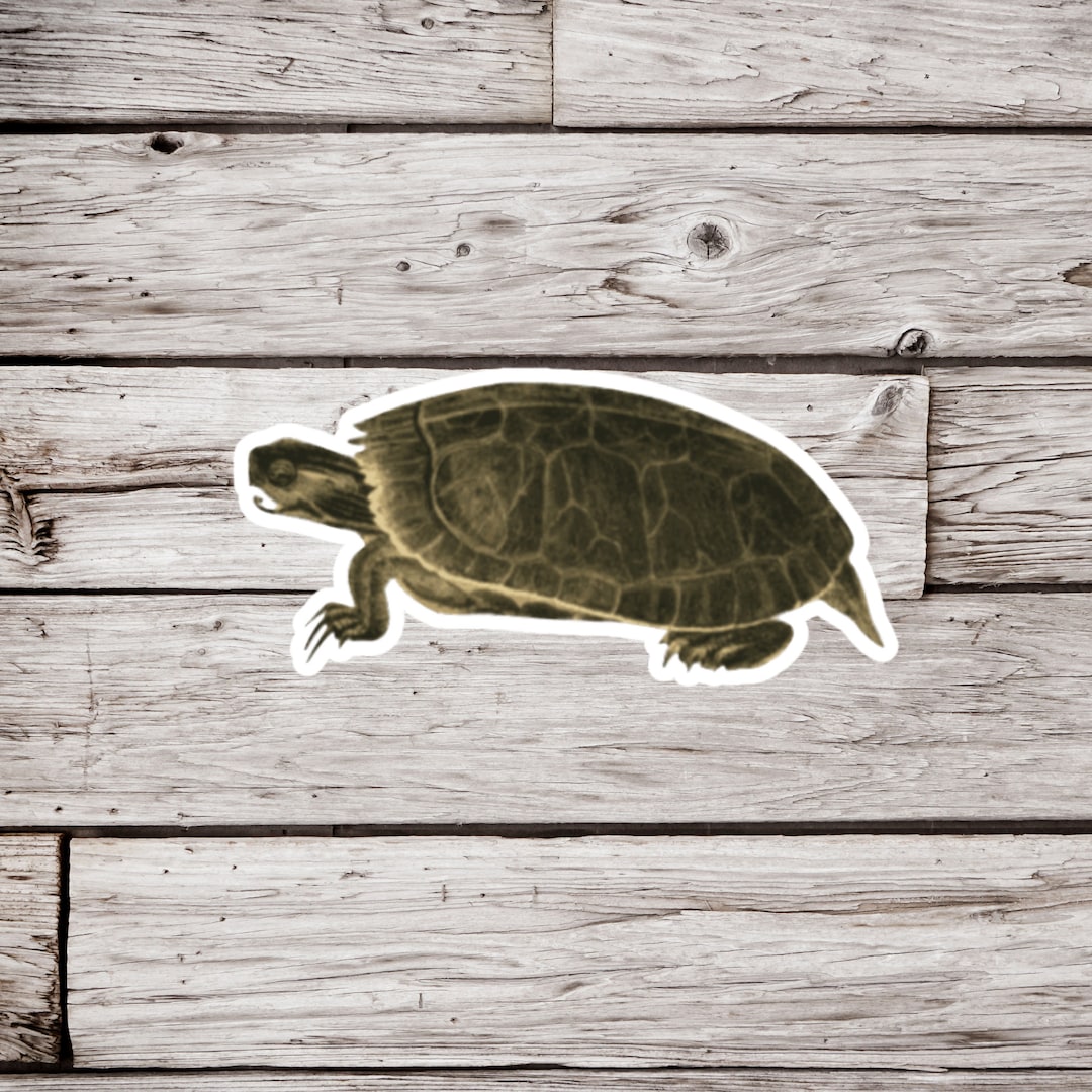 Painted Turtle Shell Sticker, Painted Turtle Sticker, Waterproof ...