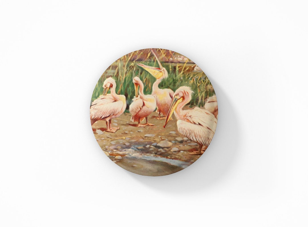 Pink Pelican Pin, Pelican Pin Back Button, Bird Pin, Natural History ...