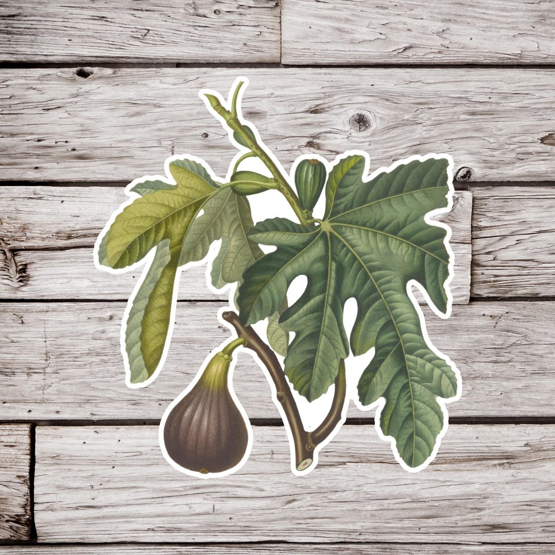 Fig Sticker, Fig Tree Sticker, Botanical Sticker, Waterproof Sticker ...