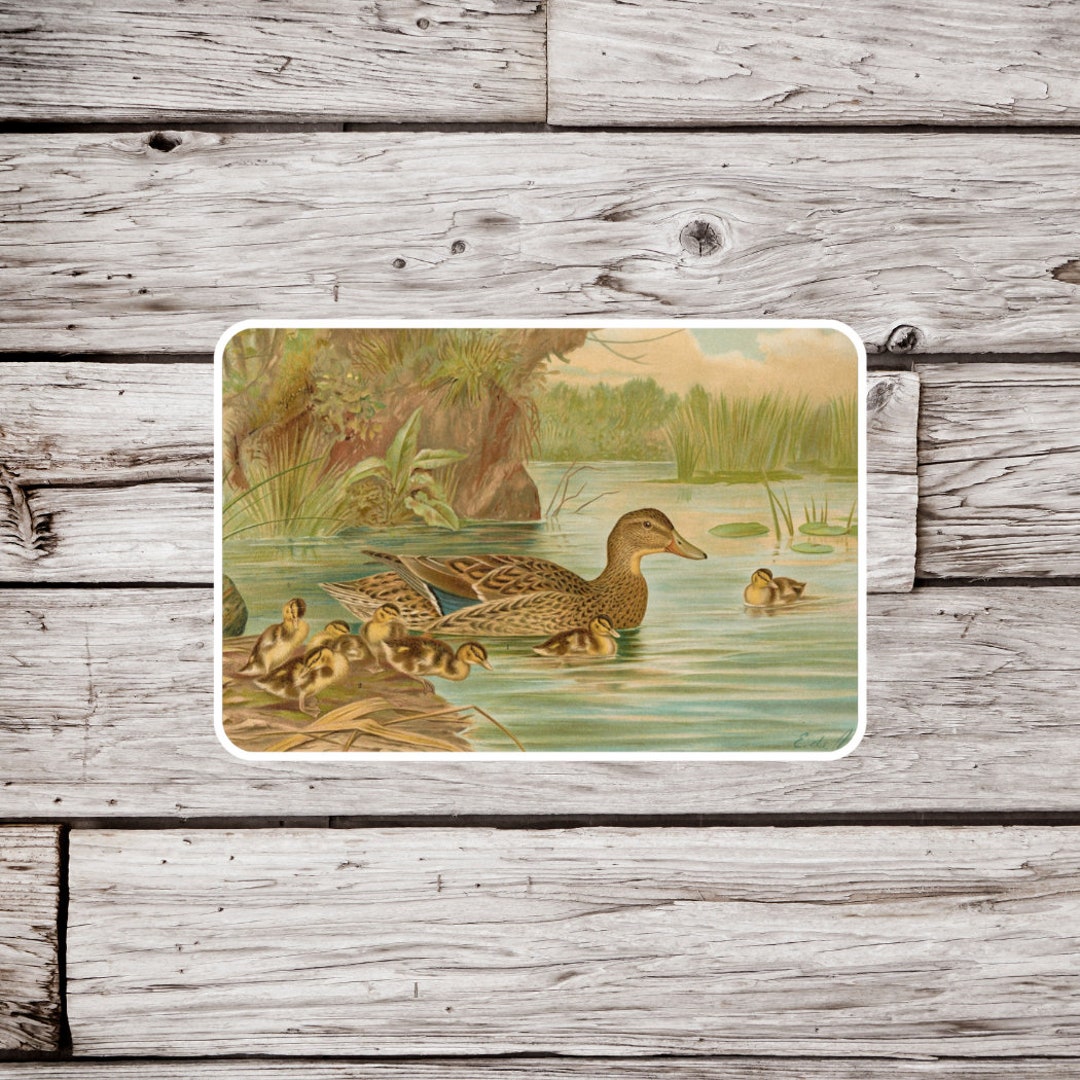Mallard Duck Sticker, Duck Sticker, Mallard Sticker, Natural History ...