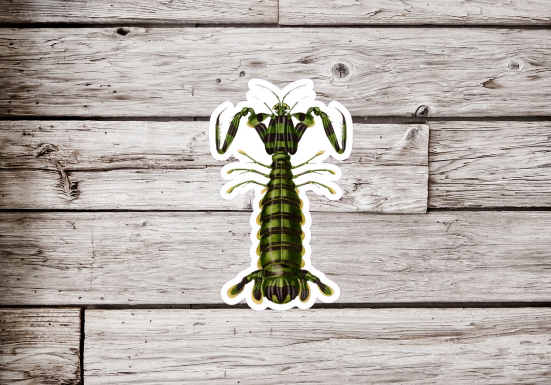 Mantis Sticker, Praying Mantis Sticker, Insect Sticker, Bug Sticker ...