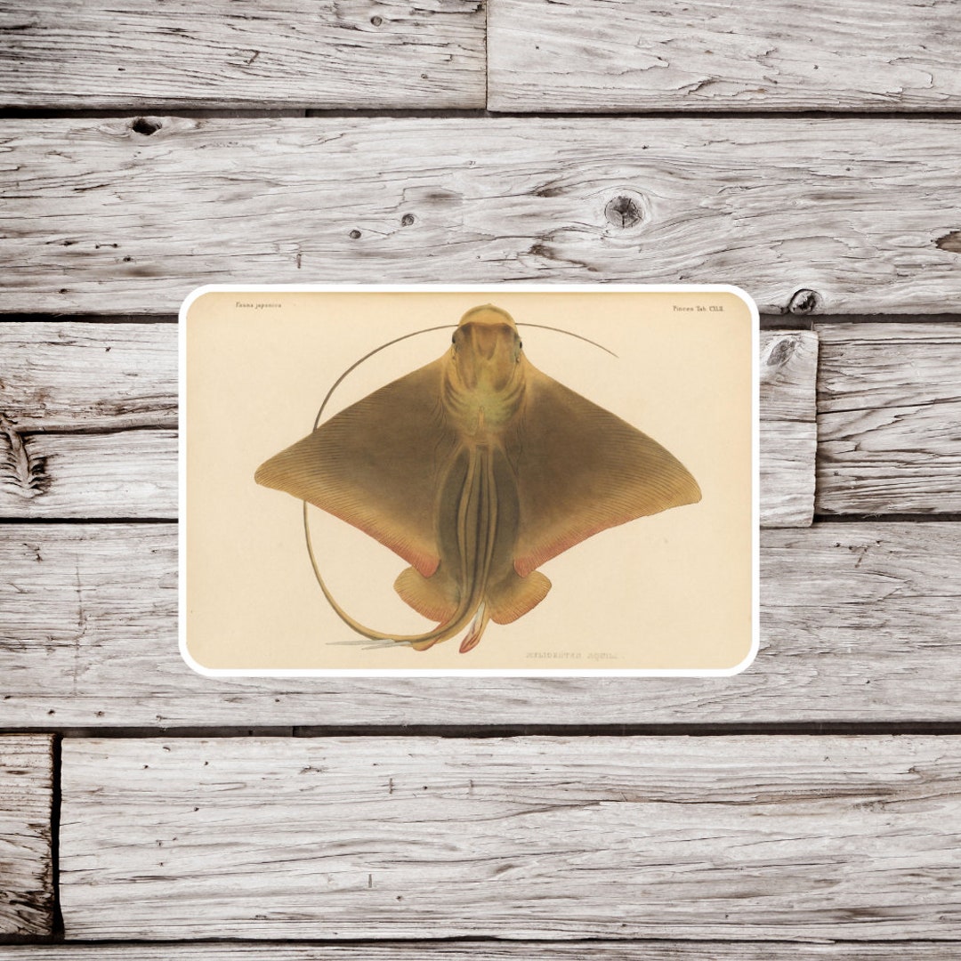 Stingray Sticker, Sea Ray Sticker, Natural History Sticker, Vintage ...