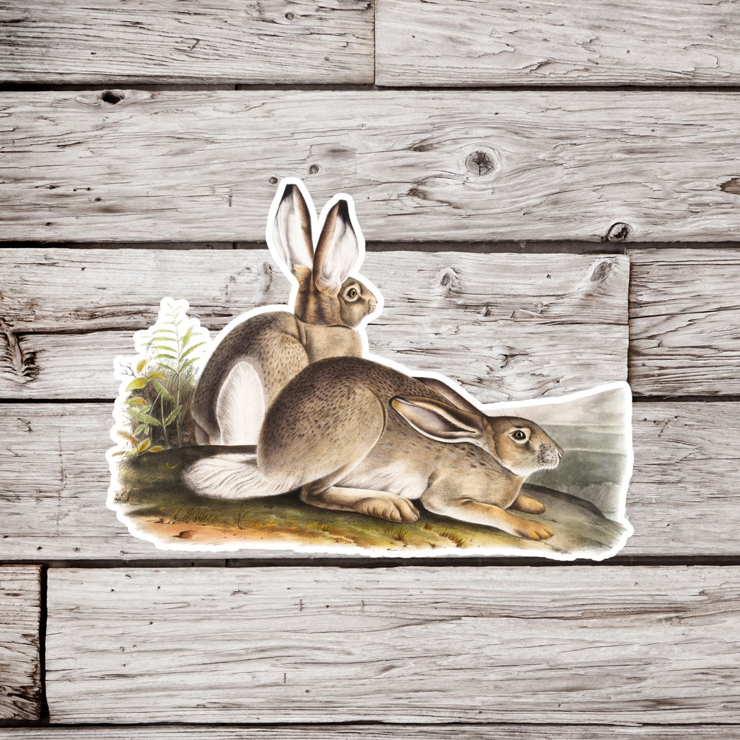 Hare Sticker, Rabbit Sticker, Bunny Sticker, Vintage Rabbit Sticker ...
