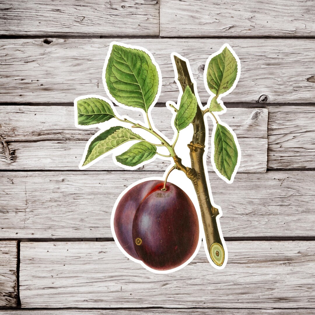 Plum Sticker, Botanical Sticker, Waterproof Sticker, Fruit Sticker ...