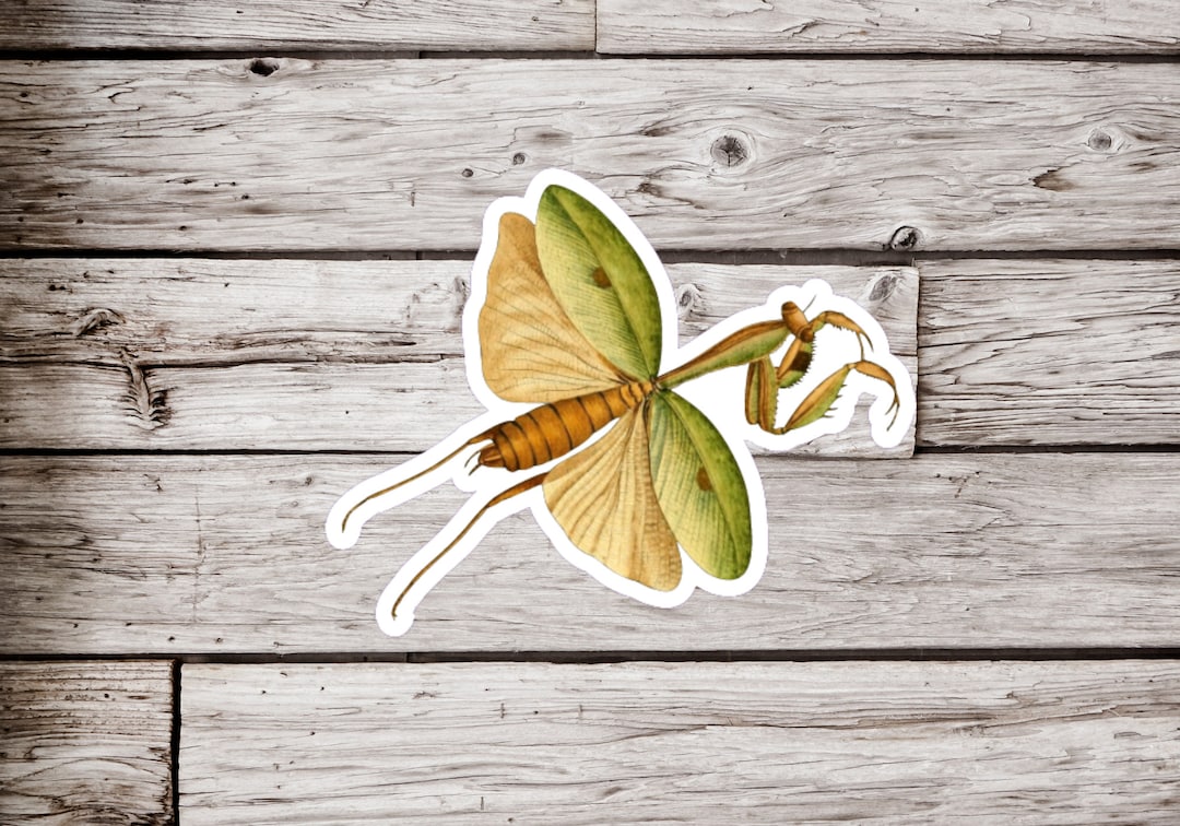 Praying Mantis Sticker, Mantis Sticker, Insect Sticker, Bug Sticker ...