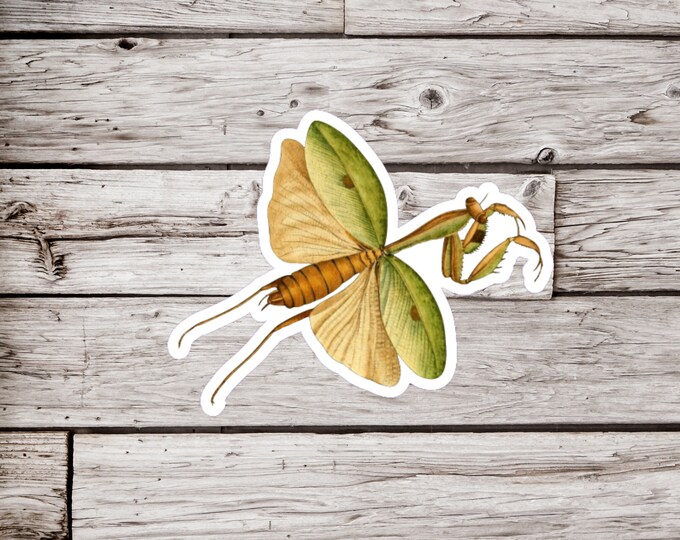 Praying Mantis Girl Dinner Sticker Bug Insect Vinyl Decal Entomology ...