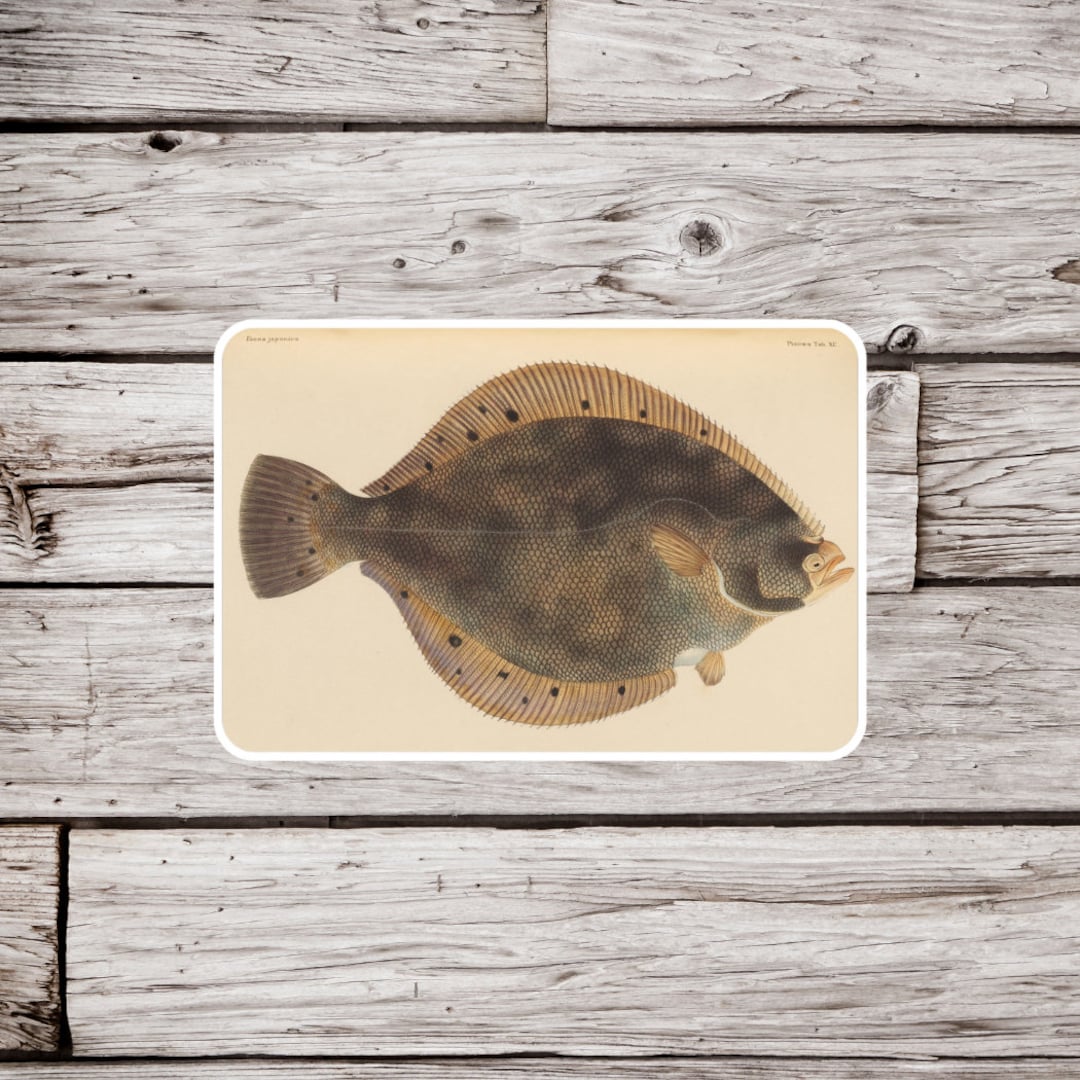 Flounder Sticker, Plaice Sticker, Natural History Sticker, Vintage Fish ...