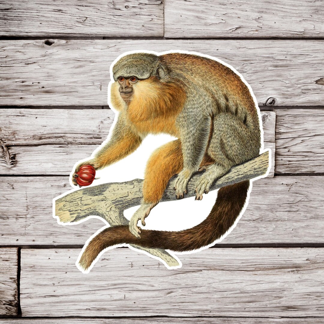 Monkey Sticker, Primate Sticker, Natural History Sticker, Animal ...