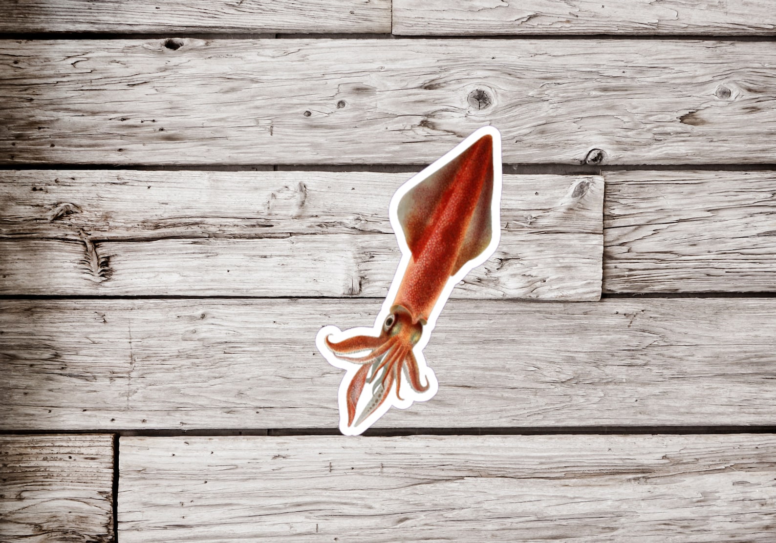 Squid Sticker, Mollusc Sticker, Ocean Sticker, Sea Creature Sticker ...