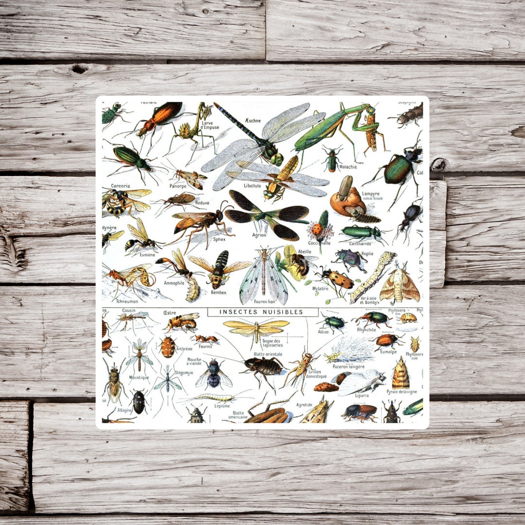 Entomology Sticker, Bug Sticker, Waterproof Sticker, Insect Sticker ...