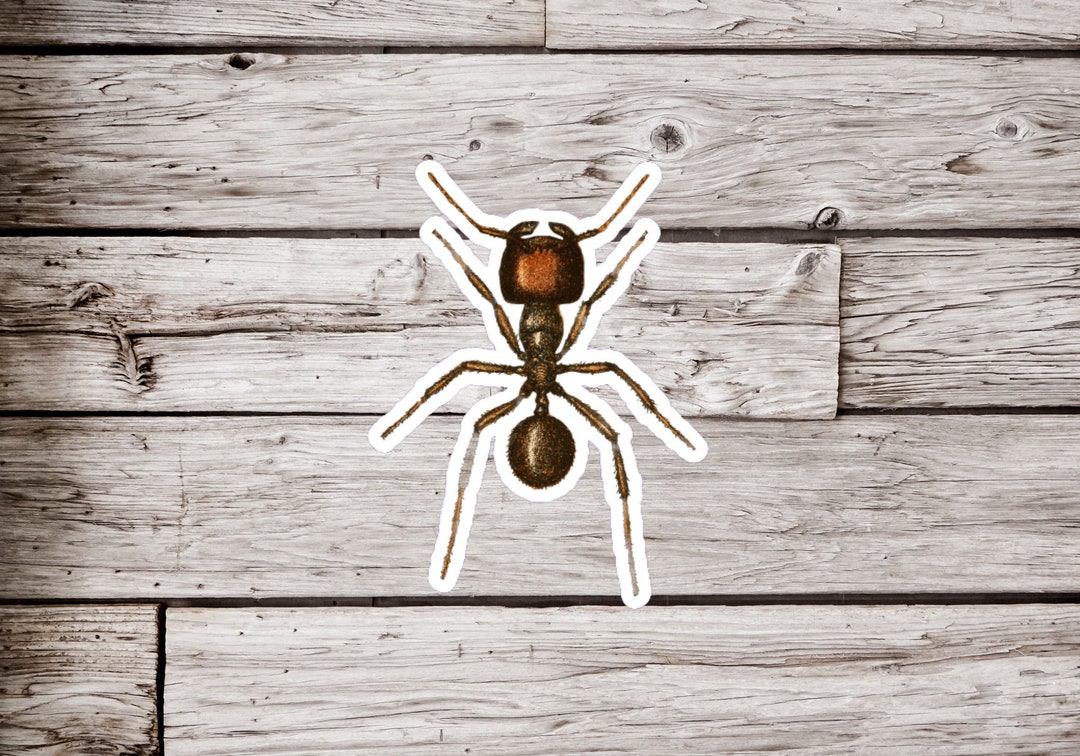 Ant Sticker or Magnet, Ant Sticker, Ant Magnet, Insect Sticker, Bug ...