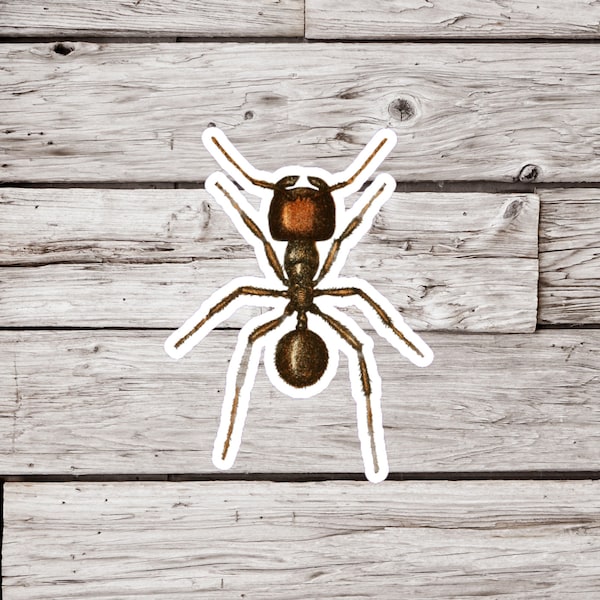 Insect Magnet - Etsy