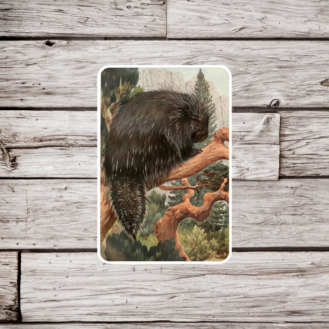 Porcupine Sticker, Animal Sticker, Wildlife Sticker, Waterproof Sticker ...