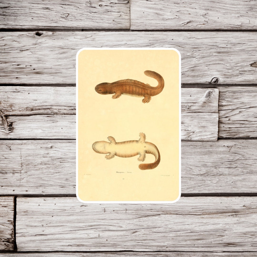 Amphibian Sticker, Lizard Sticker, Newt Sticker, Salamander Sticker ...