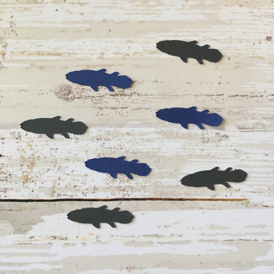Coelacanth Confetti | Coelacanth Cut Out | Fish Confetti | Fish Cut Out ...