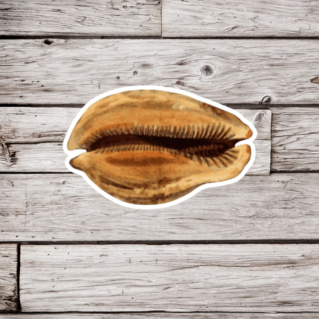 Cowrie Shell Sticker, Cowry Shell Sticker, Cowrie Bottom Sticker ...