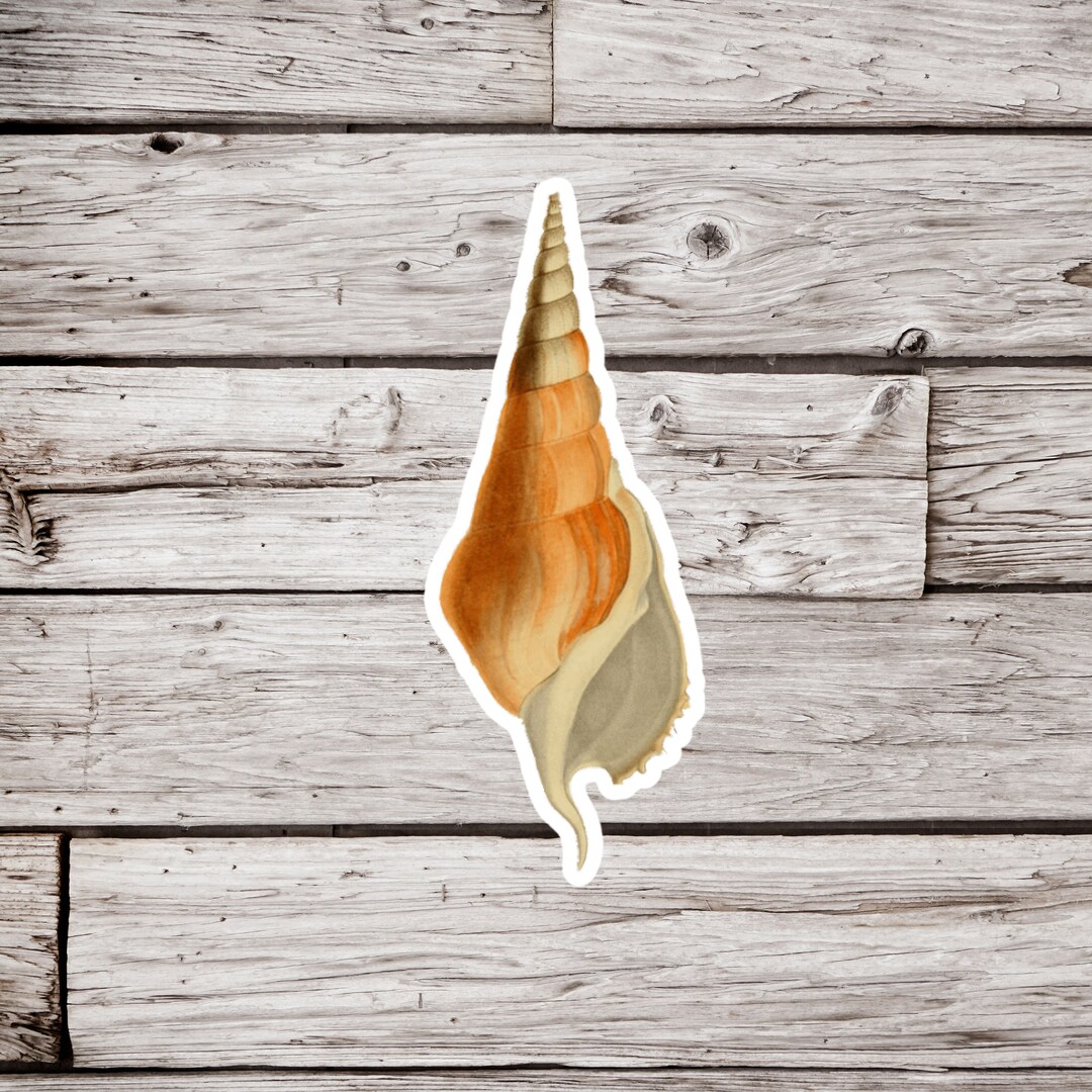 Shell Sticker, Conch Sticker, Vintage Shell Sticker, Seashell Sticker ...