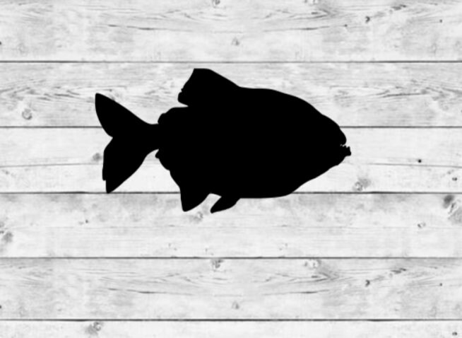 Piranha Decal Piranha Vinyl Decal Piranha Sticker Fish | Etsy