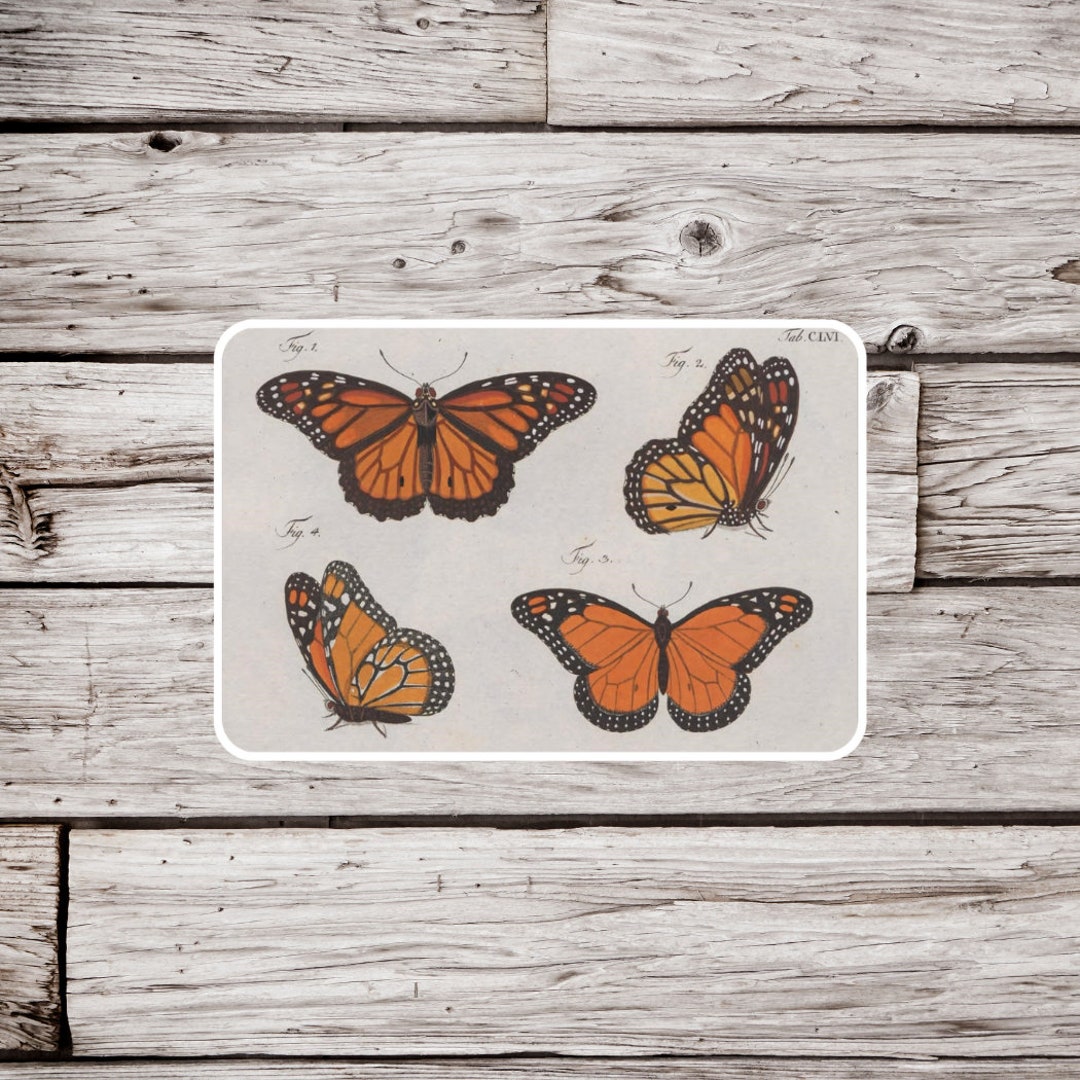 Monarch Butterfly Sticker, Monarch Sticker, Butterfly Sticker, Natural ...