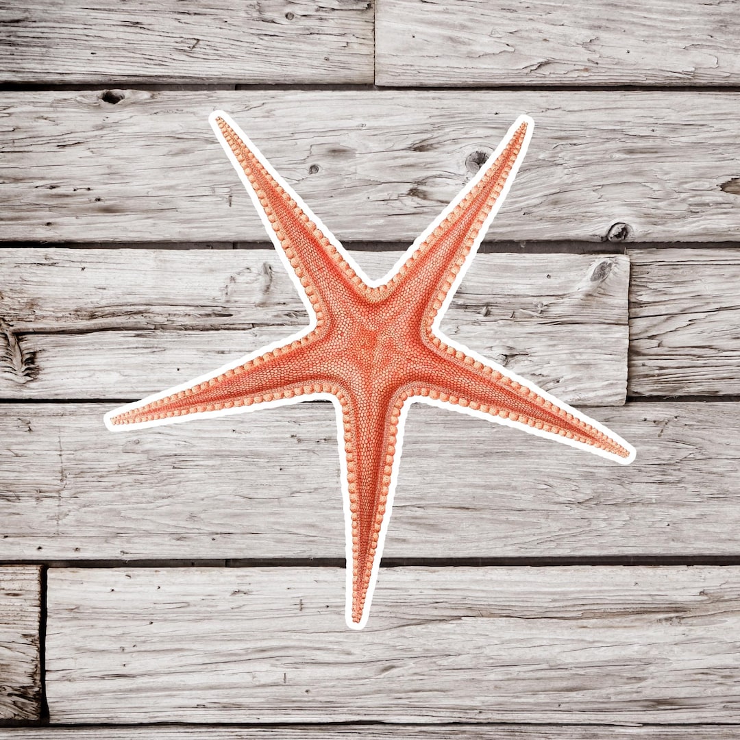 Starfish Sticker, Sea Star Sticker, Shell Sticker, Tide Pool Sticker ...