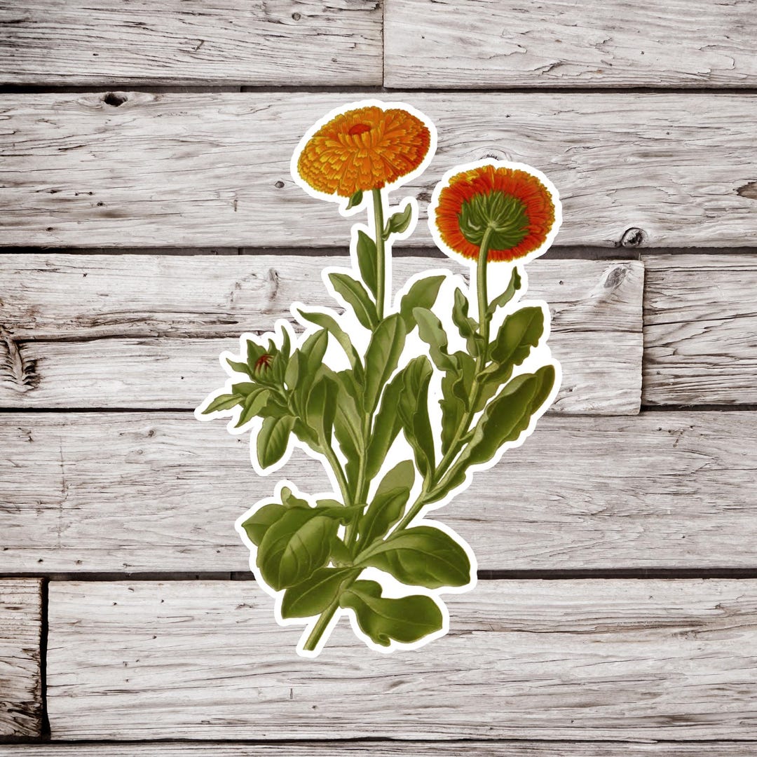 Marigold Sticker, Botanical Sticker, Waterproof Sticker, Flower Sticker ...