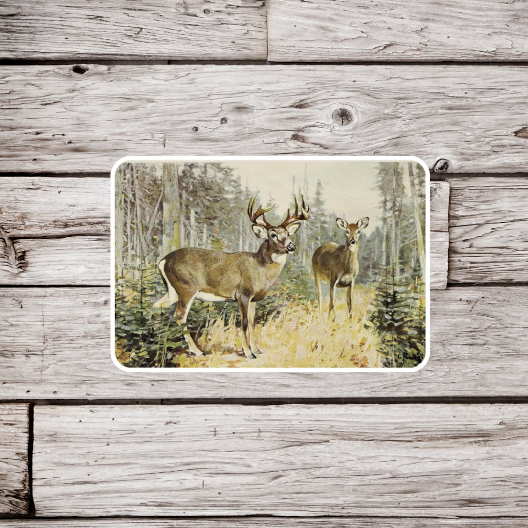 White Tail Deer Sticker, Deer Sticker, Buck Sticker, Animal Sticker ...