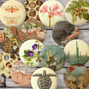 Mix Set of Natural History Themed Pins, Random Assortment of Pins ...