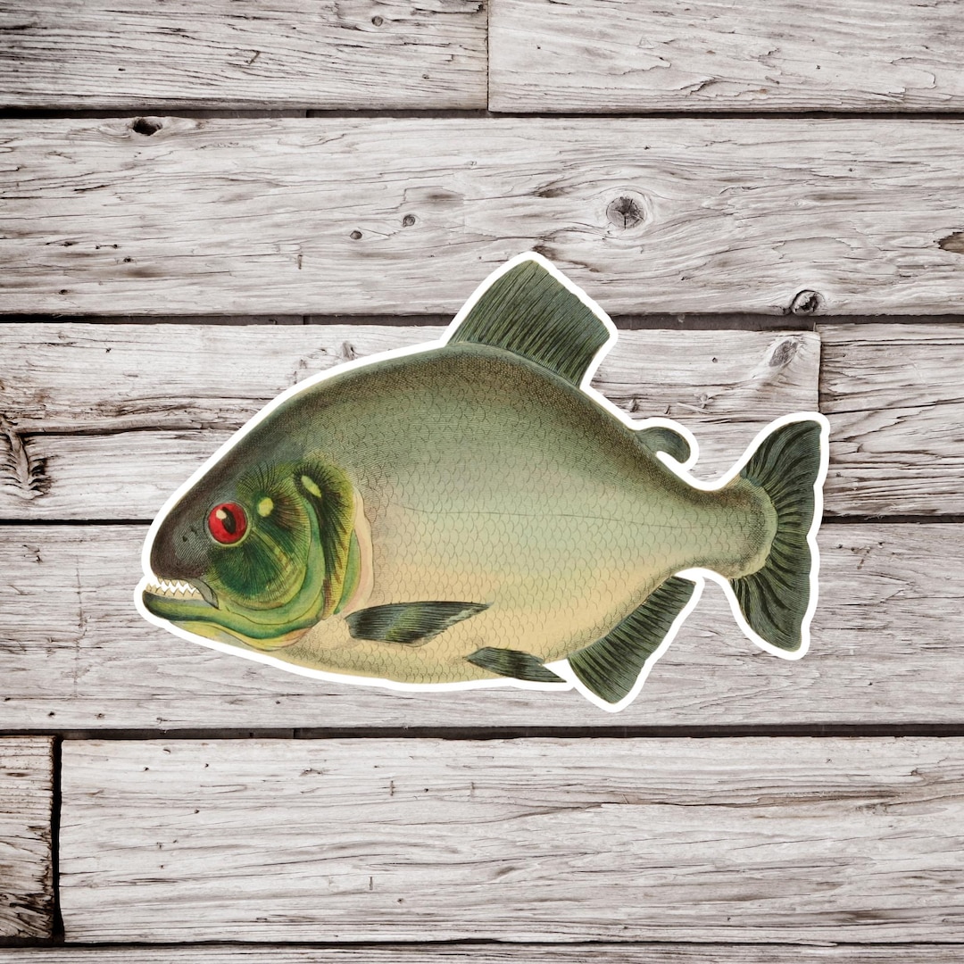 Redeye Piranha Sticker, Piranha Sticker, Tropical Fish Sticker, Vintage ...