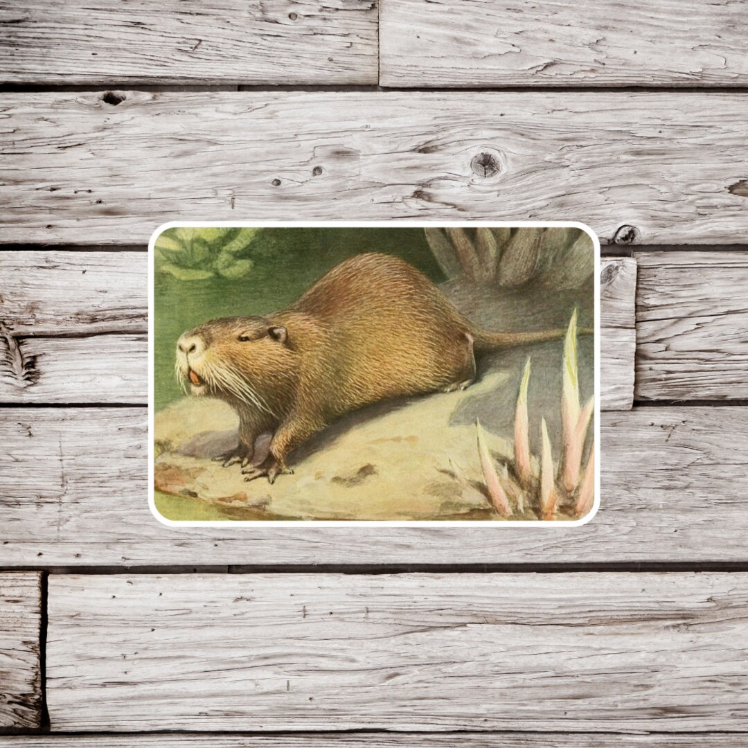 Muskrat Sticker, Animal Sticker, Waterproof Sticker, Wildlife Sticker ...