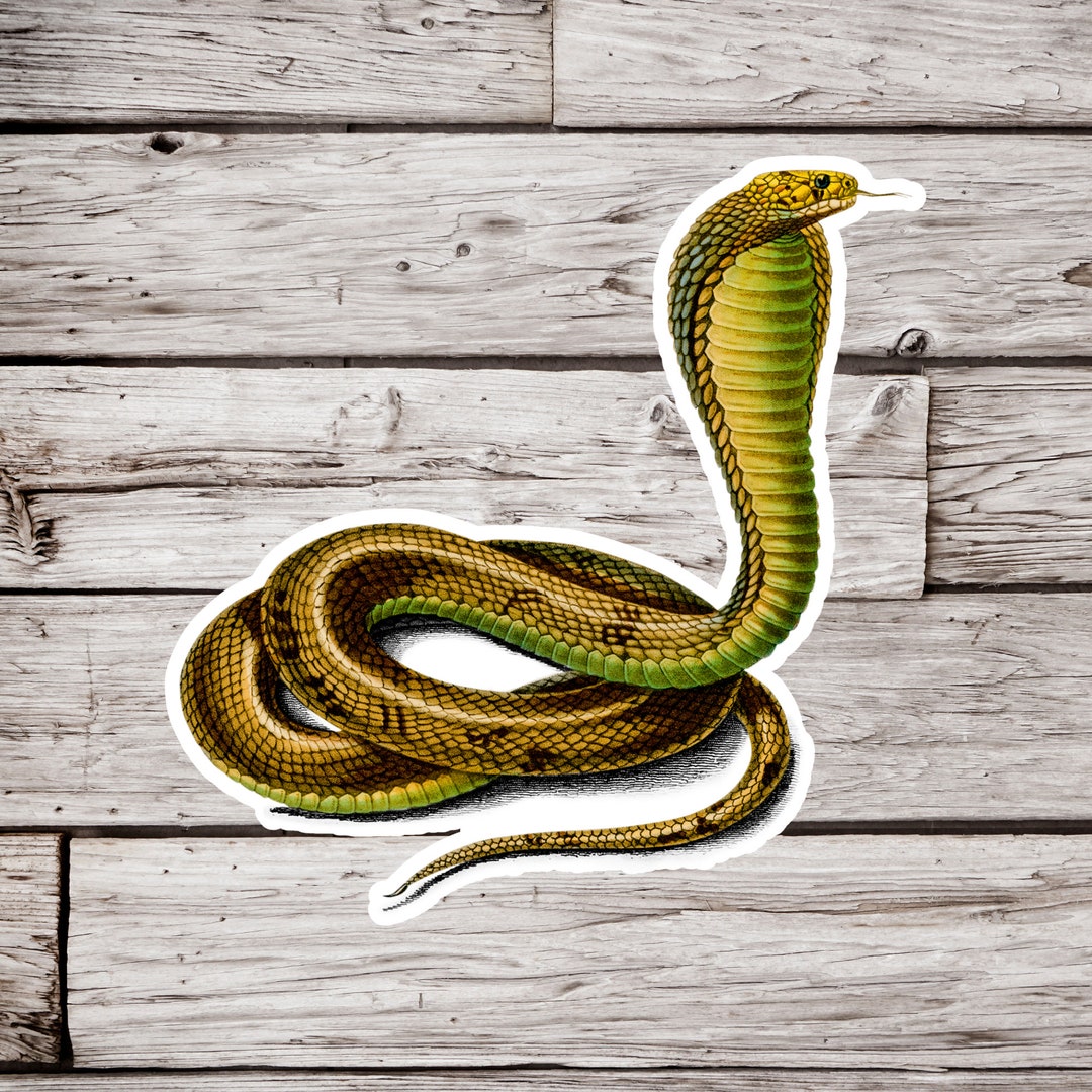 Cobra Snake Sticker, Snake Sticker, Reptile Sticker, Animal Sticker ...