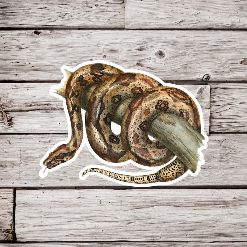 Boa Constrictor - Etsy