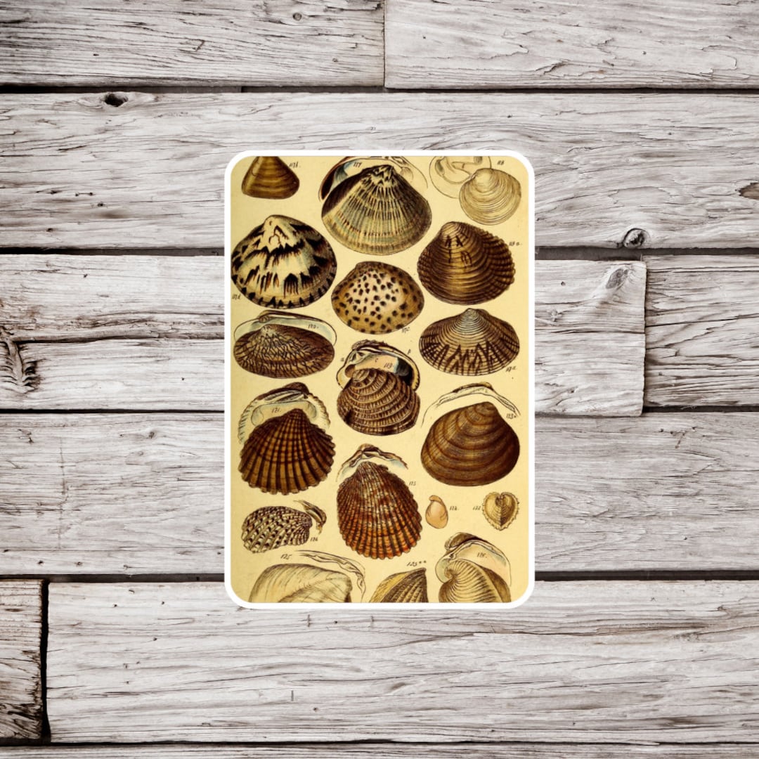 Mollusk Sticker, Clam Sticker, Shell Sticker, Sea Shell Sticker ...