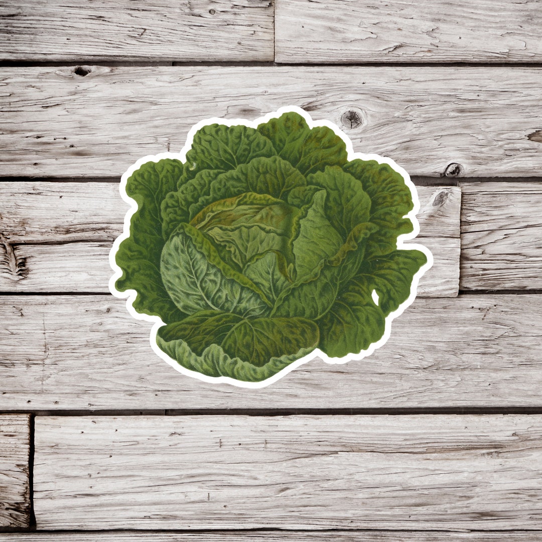 Cabbage Sticker, Vegetable Sticker, Lettuce Sticker, Plant Sticker ...
