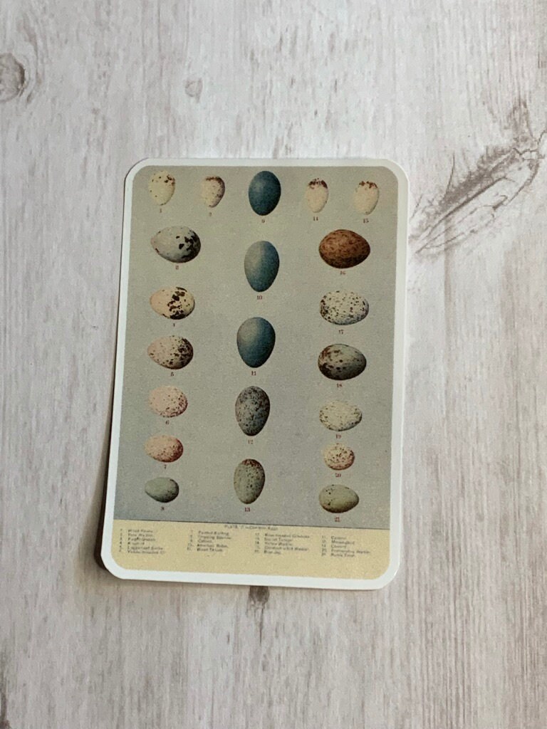 Paper Stickers, Labels & Tags Loon Sticker Natural History Sticker ...