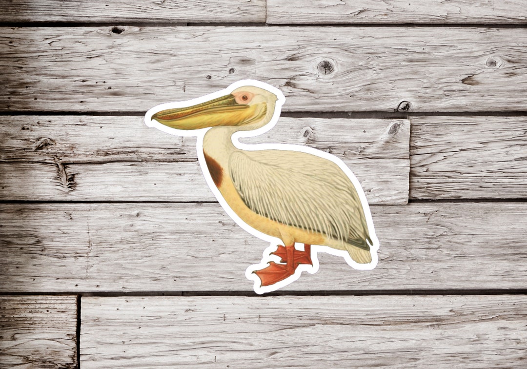 Great White Pelican Sticker, Pelican Sticker, Bird Sticker, Ornithology ...