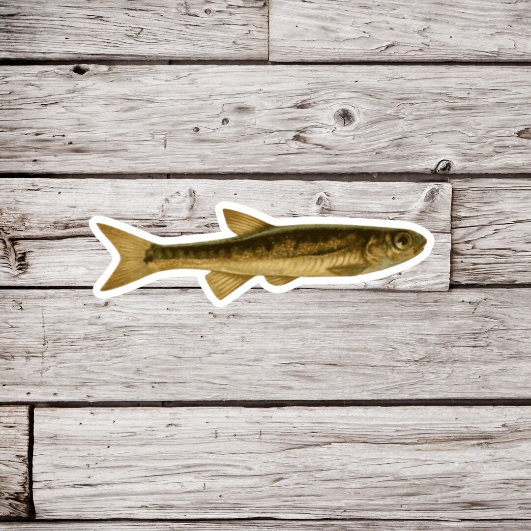 Minnow Sticker, Shiner Sticker, Fish Sticker, Fishing Sticker, Vintage ...