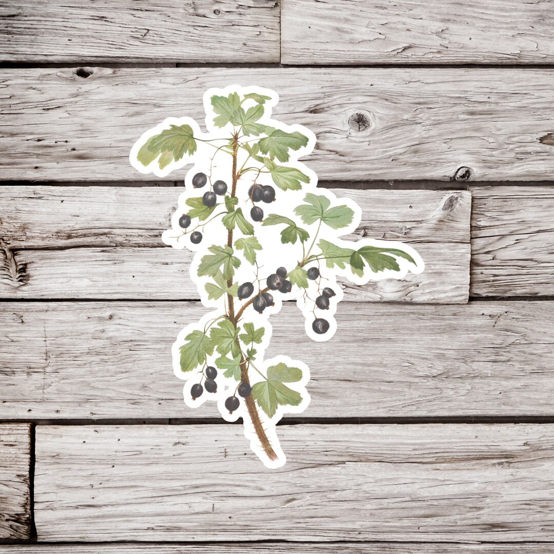 Black Currant Plant Sticker, Black Currant Sticker, Berry Sticker ...