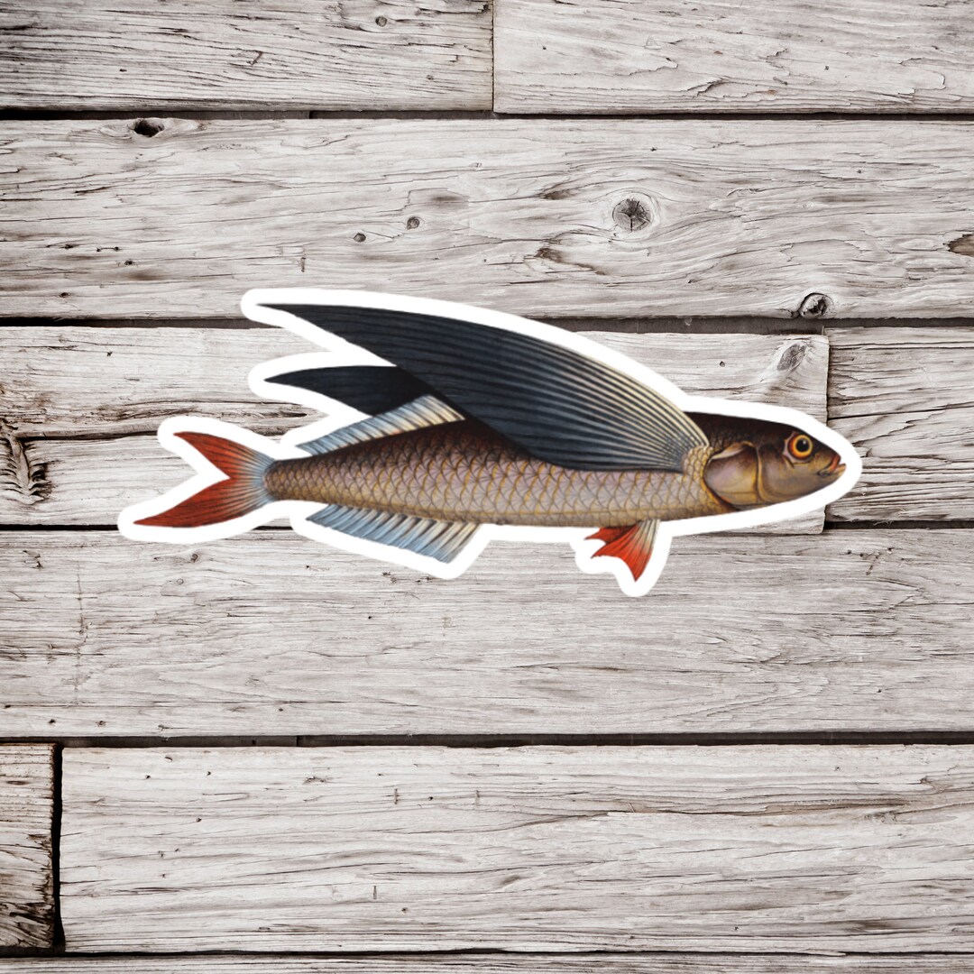 Flying Fish Sticker, Exocoetidae Sticker, Flying Cod Sticker, Ocean ...