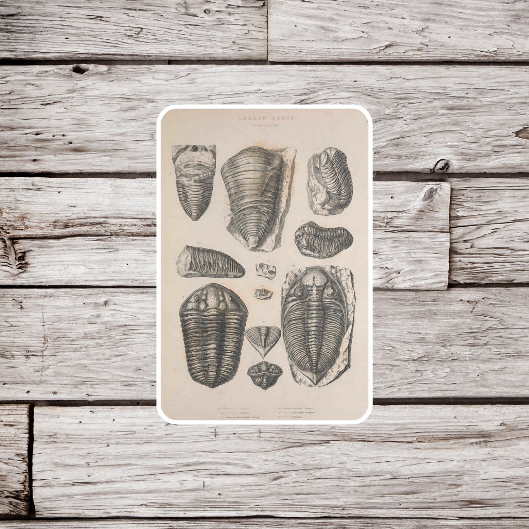 Trilobite Sticker, Trilobite Fossil Sticker, Fossil Sticker, Waterproof ...