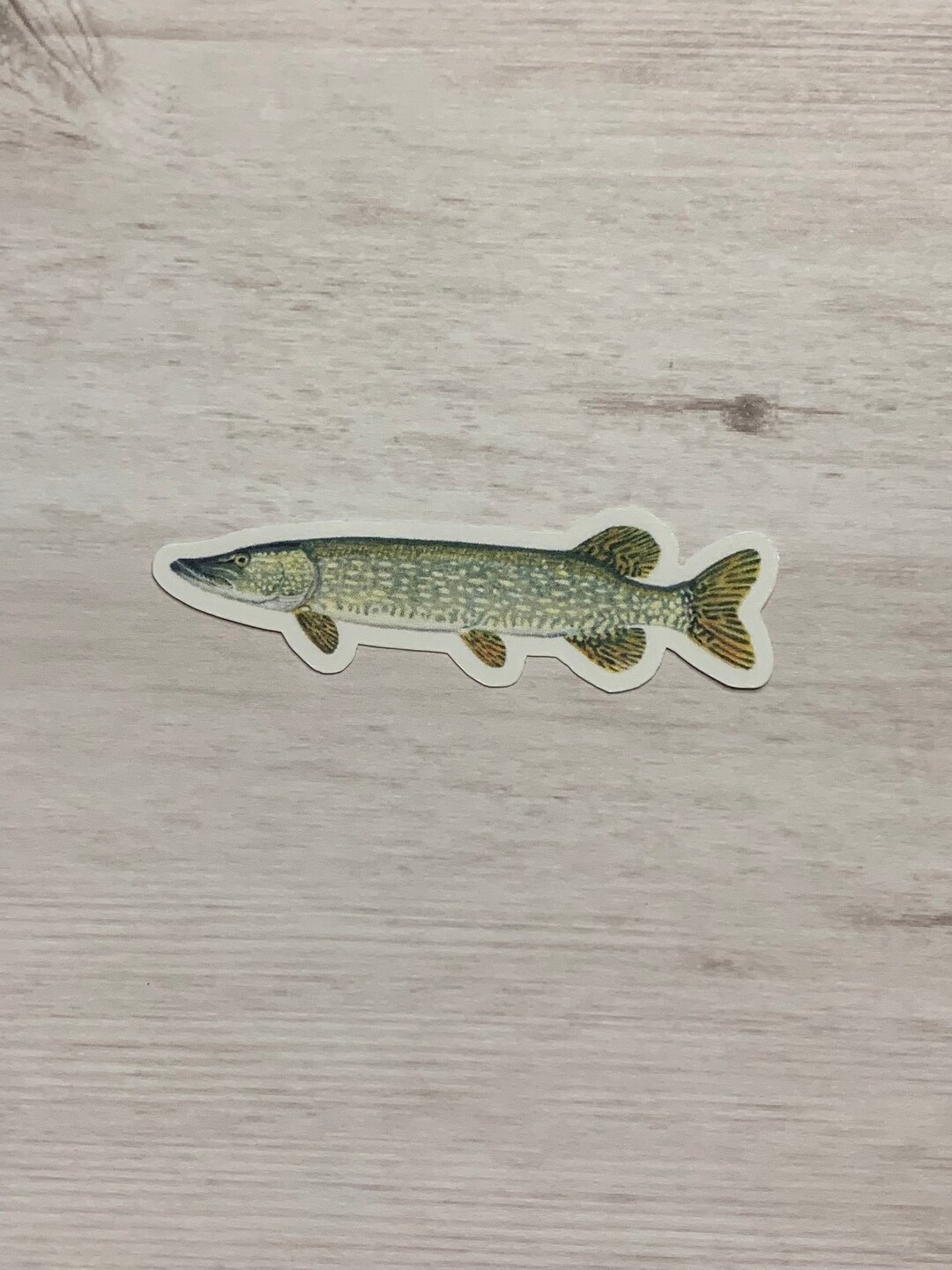 Northern Pike Sticker or Magnet Northern Pike Magnet - Etsy