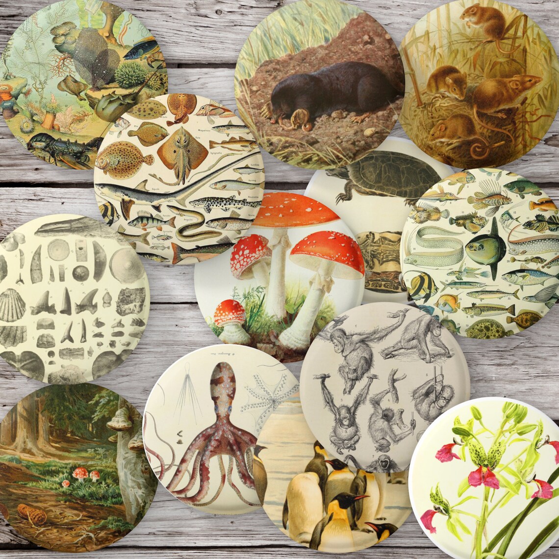 Mix Set of Natural History Themed Pins, Random Assortment of Pins ...