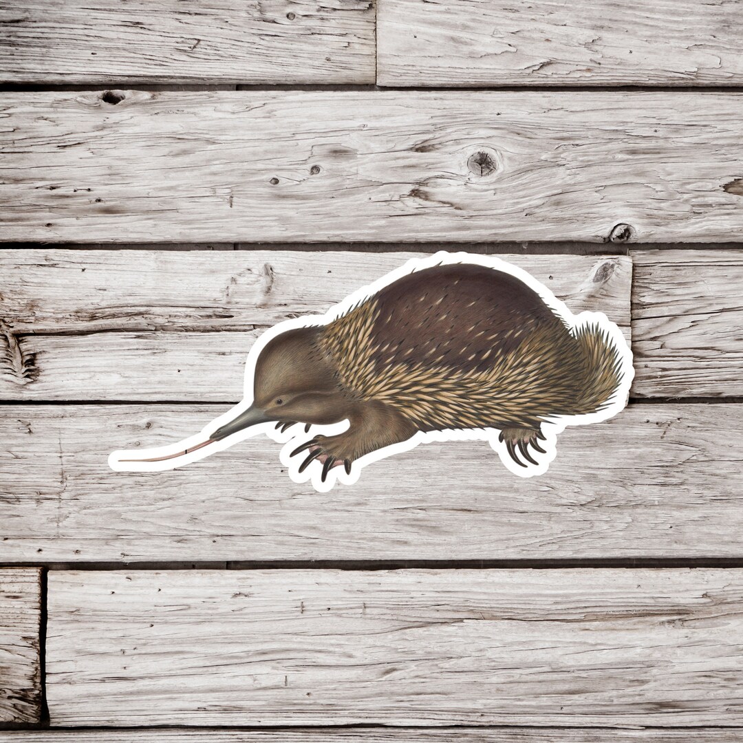 Echidna Sticker, Spiny Anteater Sticker, Waterproof Sticker, Vintage ...