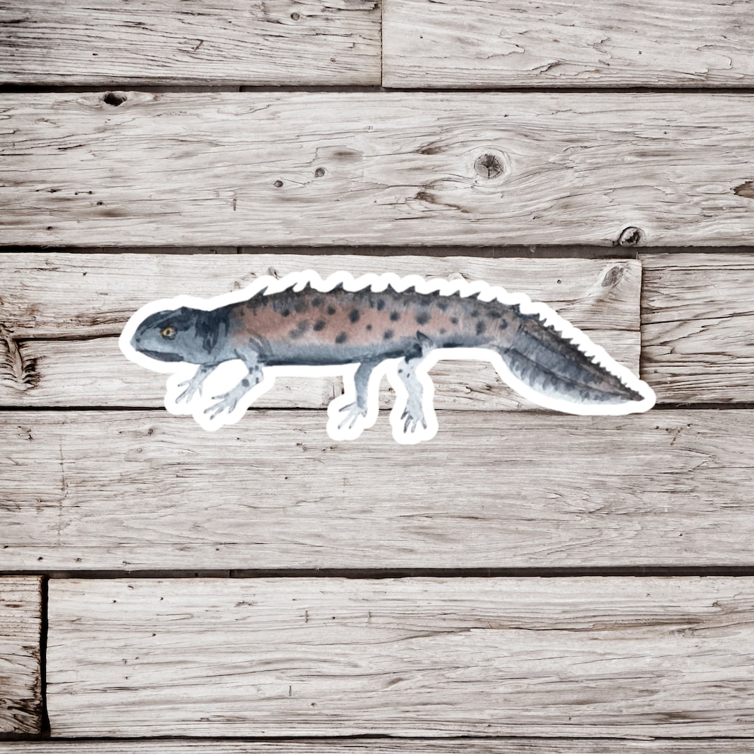 Newt Sticker, Salamander Sticker, Amphibian Sticker, Animal Sticker ...